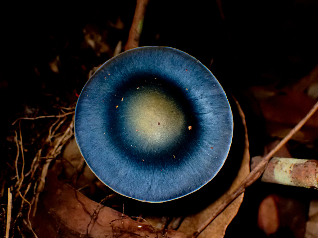 elegant blue webcap from Somersby Falls, NSW, Australia on May 20, 2023 ...