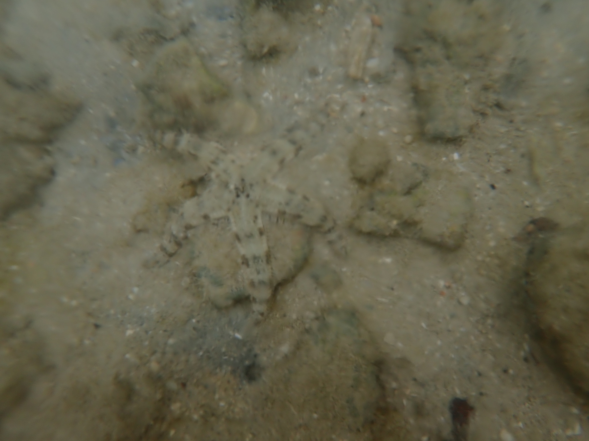 Archaster typicus Müller & Troschel, 1840