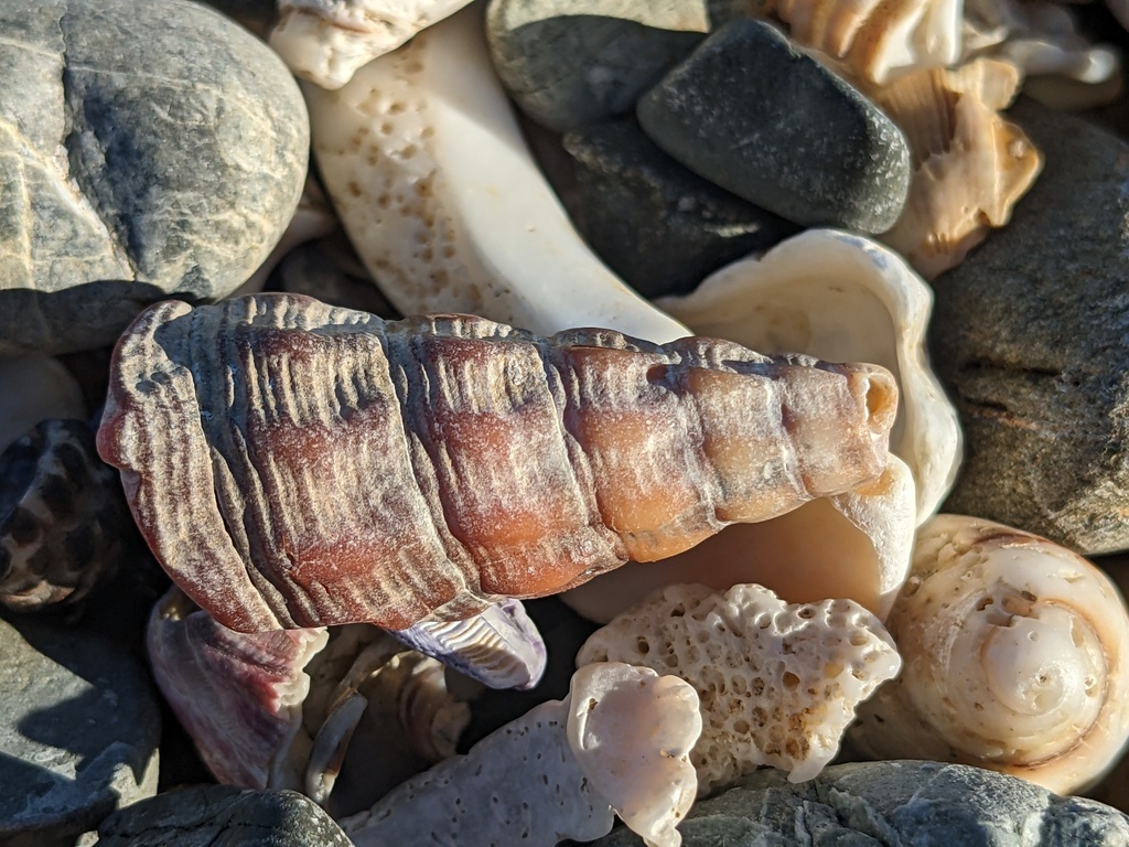 Hercules Club Mud Whelk from Woolgoolga NSW 2456, Australia on May 20 ...