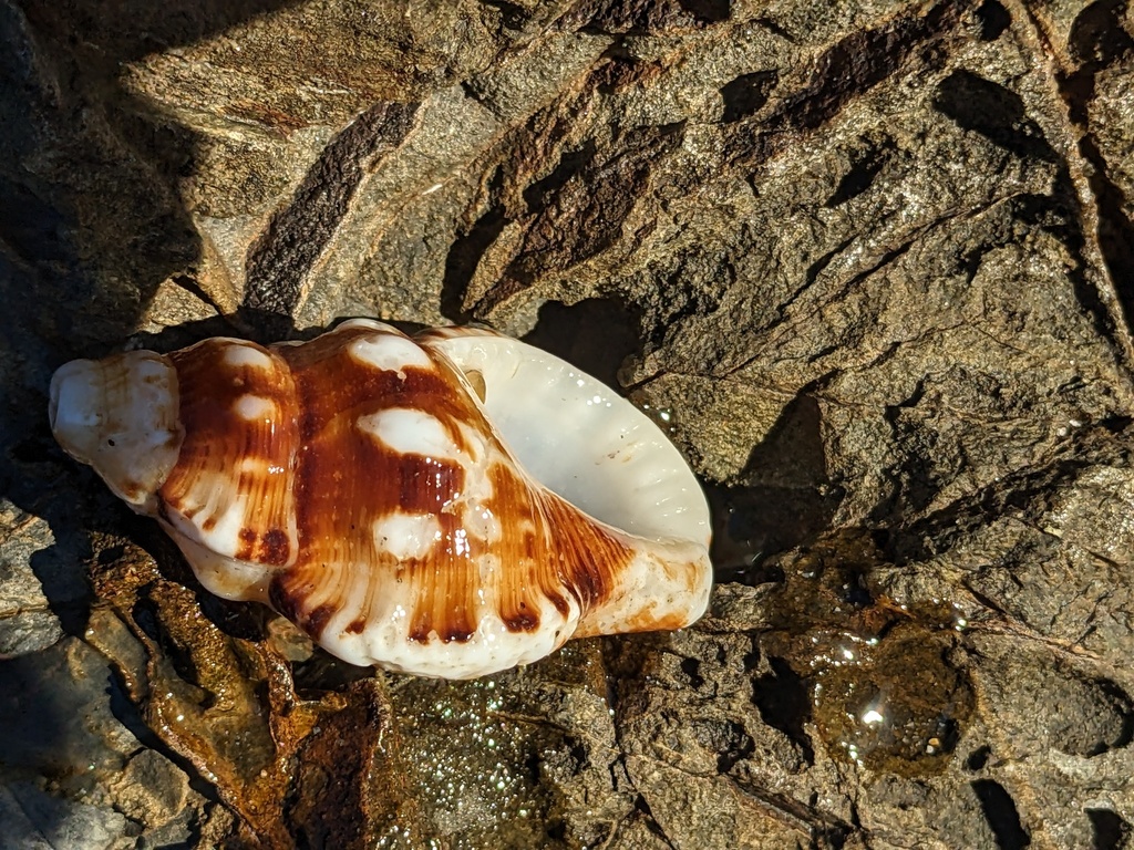 Ranella australasia from New South Wales, Australia on May 20, 2023 at ...