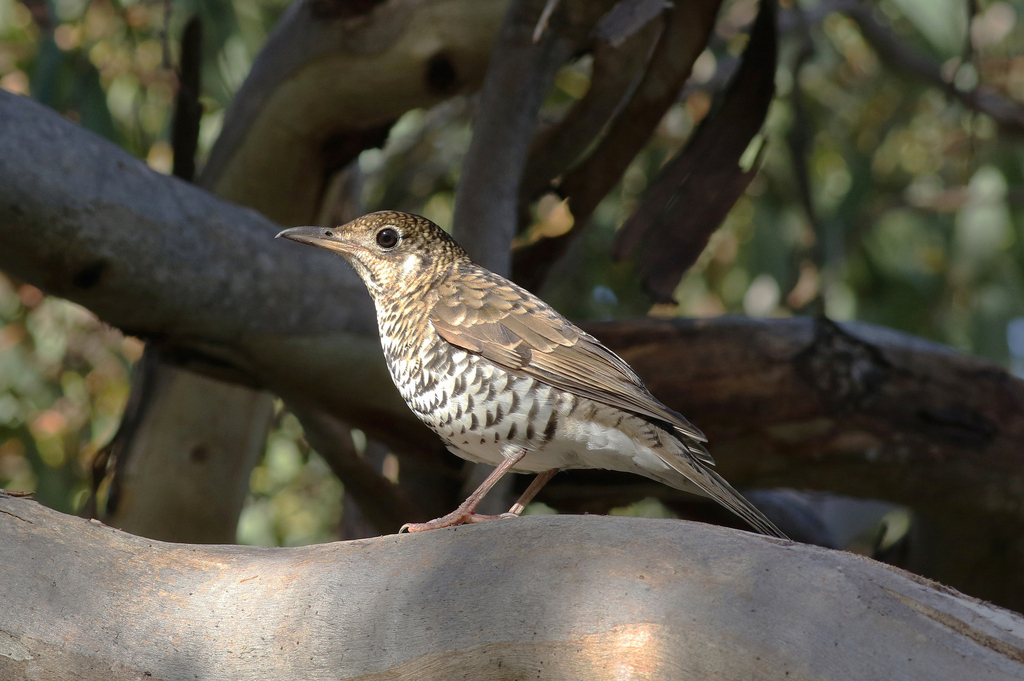 South Australian Bassian Thrush from Currency Creek SA 5214, Australia ...