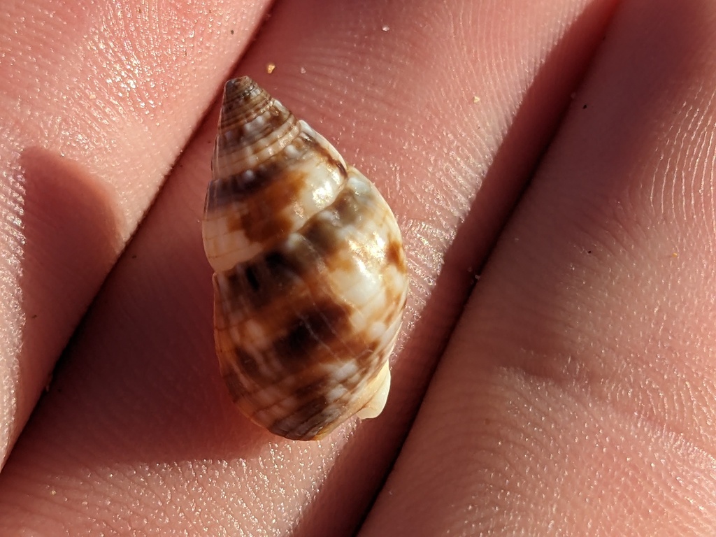 Pointed Dogwhelk from New South Wales, Australia on May 20, 2023 at 03: ...