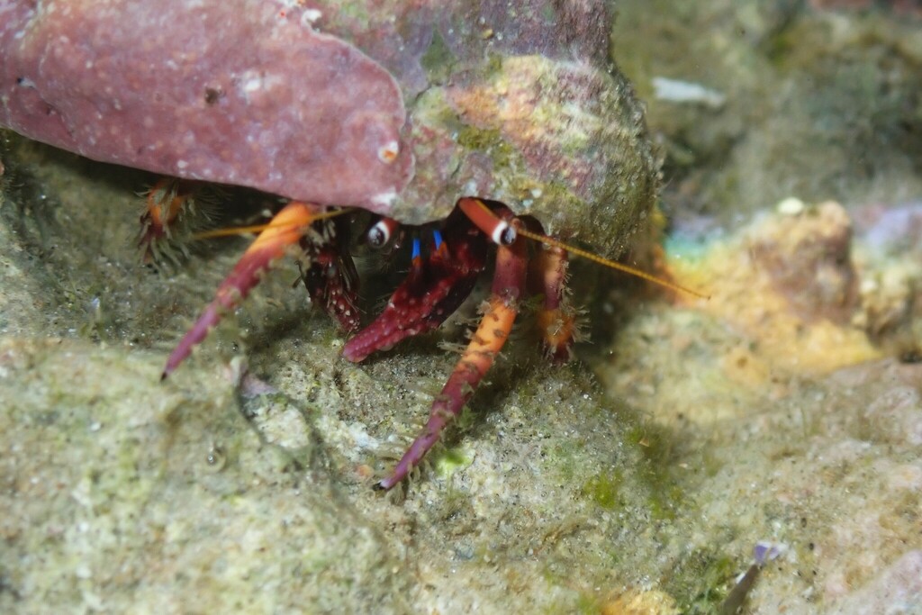 Spiky Hermit Crab from Coffs Harbour - Pt B, AU-NS, AU on May 20, 2023 ...