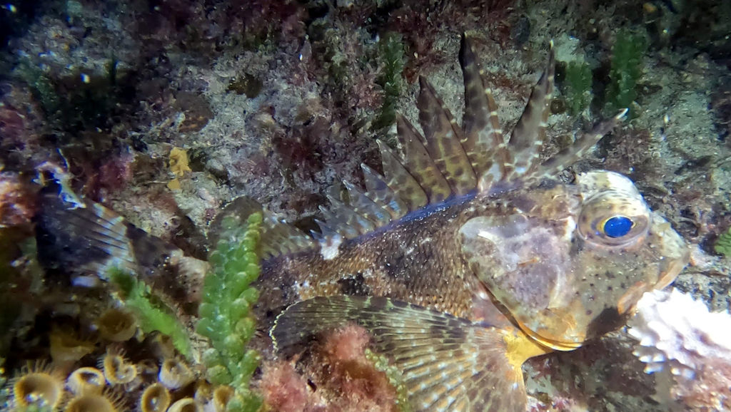 Bighead Gurnard Perch from Dutch Inn Beach on May 19, 2023 by ...
