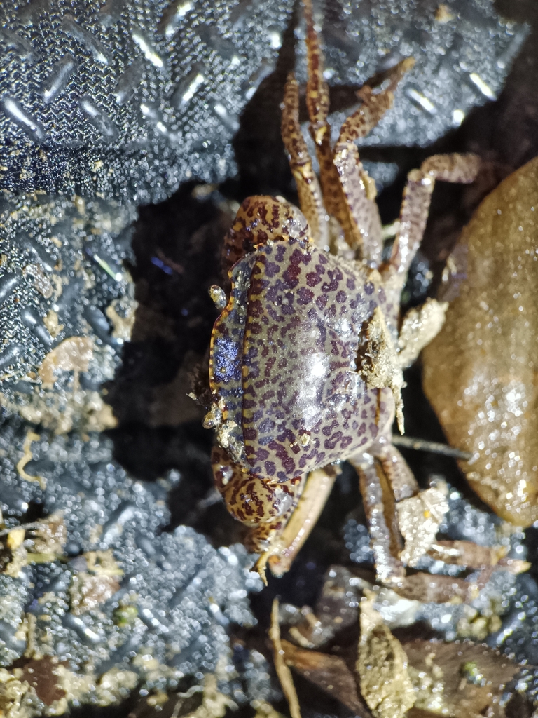 Reticulated Swamp Crab in May 2023 by Lumin Ong · iNaturalist