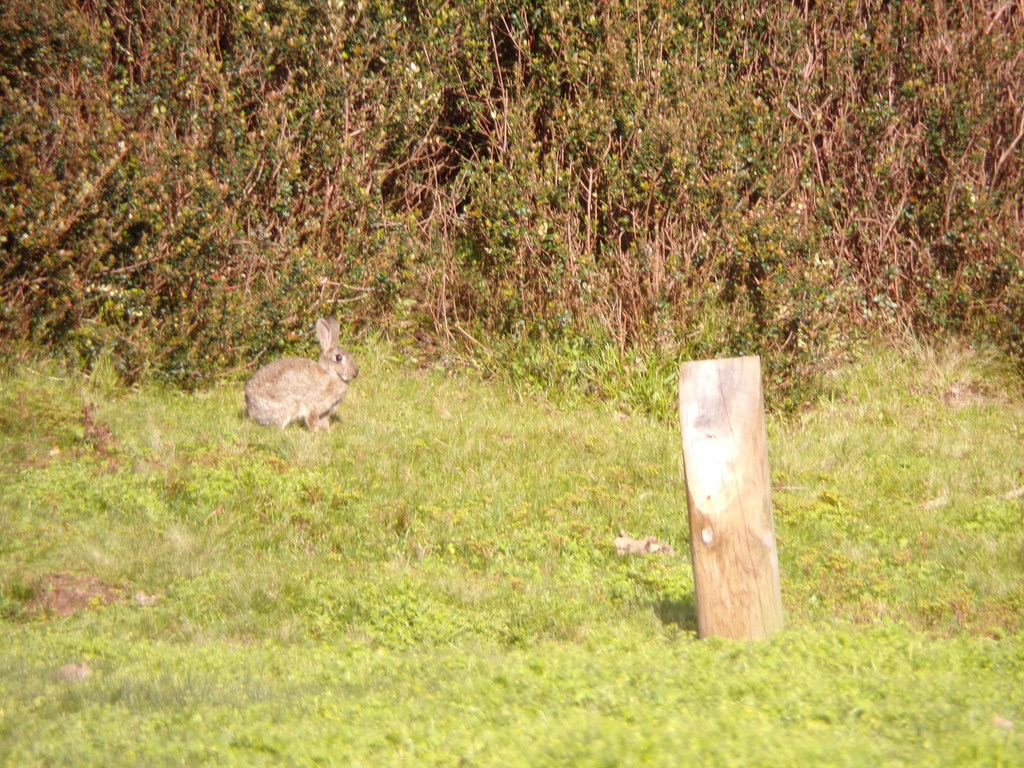 European Rabbit from Robinson Crusoe on October 2, 2018 by Camila ...