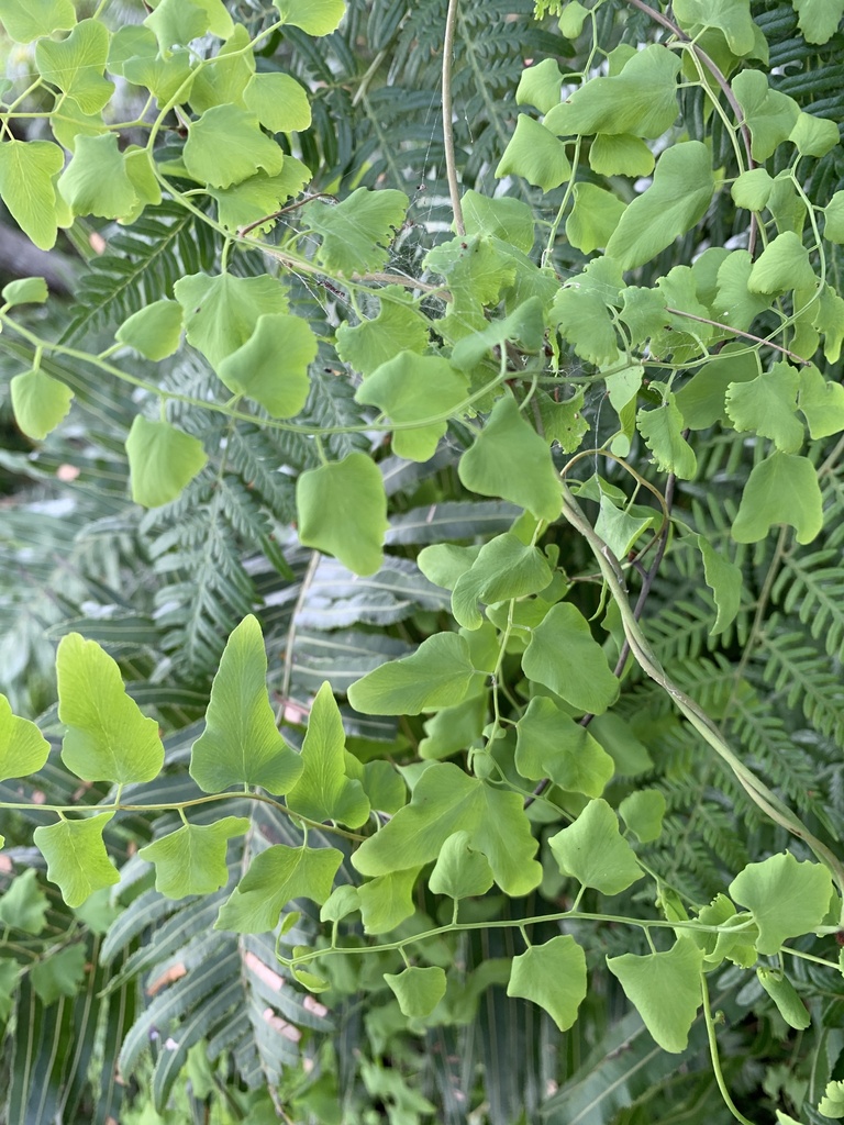 climbing ferns from Moreton Bay Marine Park, Russell Island, QLD, AU on ...