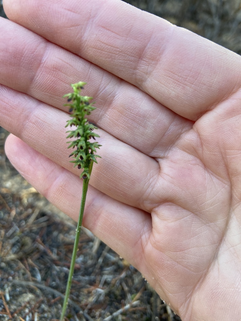 Genoplesium tepperi from Little Desert National Park, Little Desert, AU ...