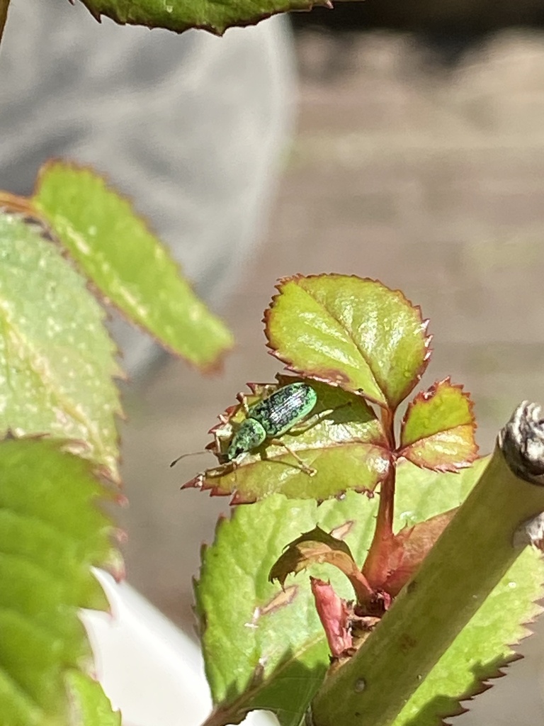 Green Immigrant Leaf Weevil from Cyclaamstraat, The Hague, South Holland, NL on May 20, 2023 at ...