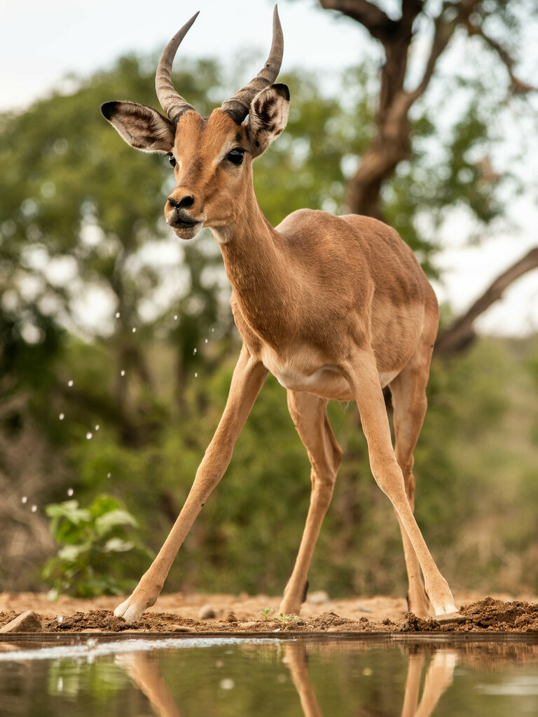 Common Impala from Estate, Mkuze, 3965, South Africa on February 10 ...