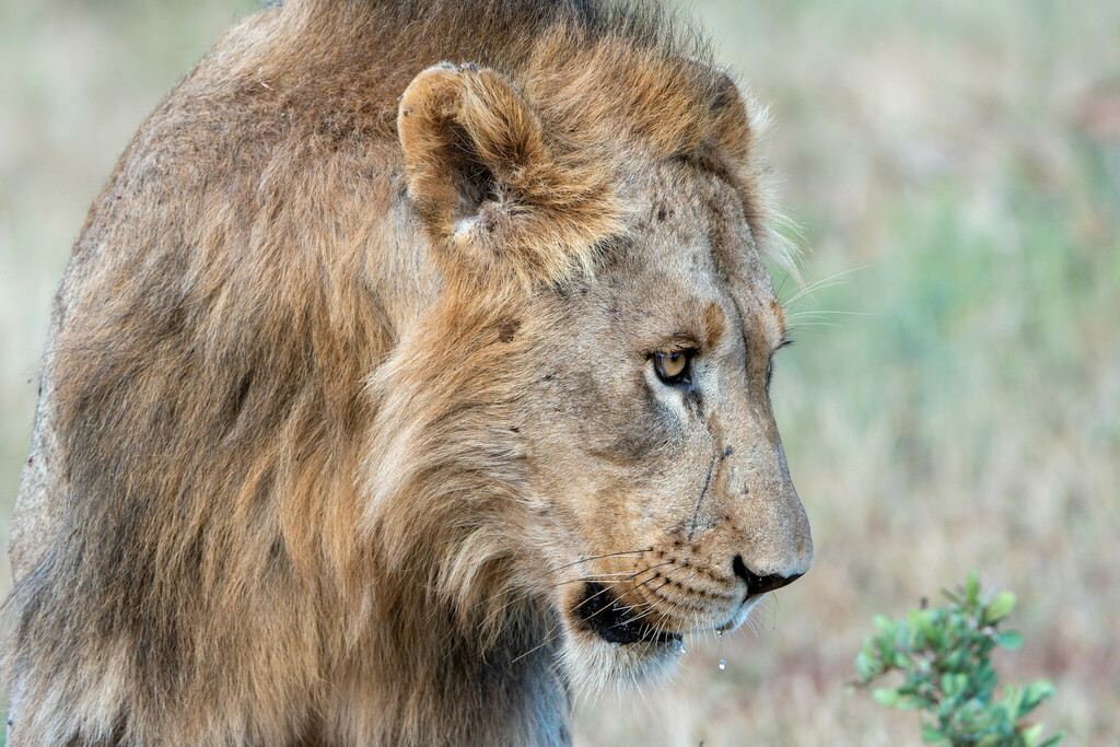Southern Lion in February 2017 by petermcintyre · iNaturalist