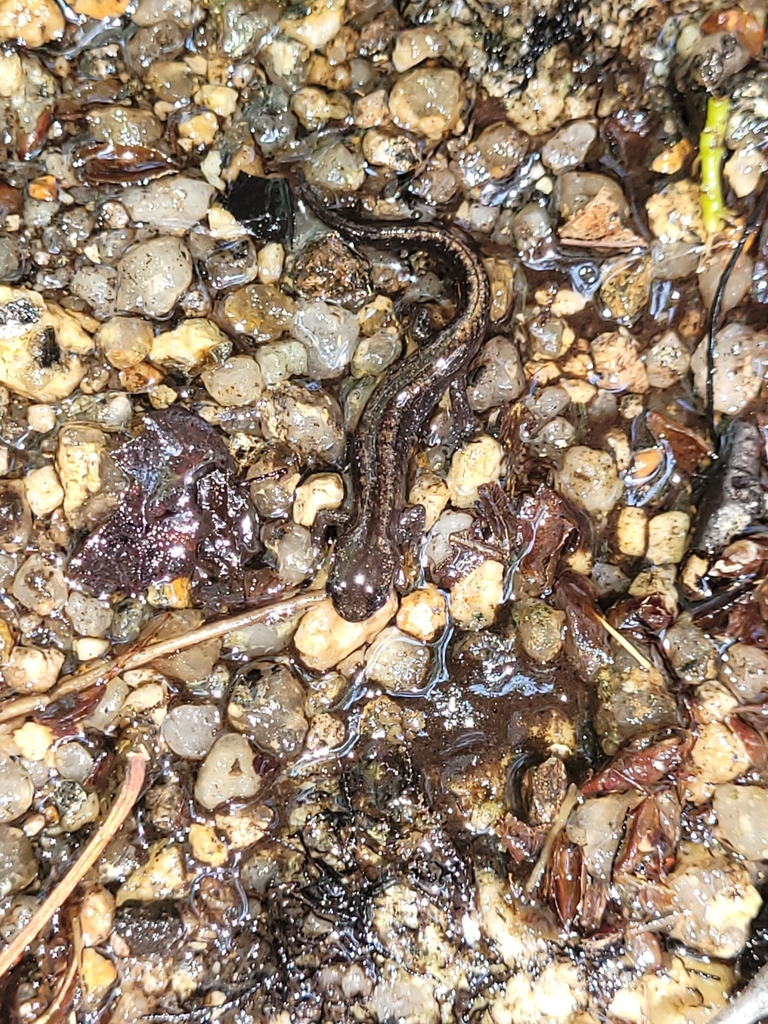 Gold-striped salamander in May 2023 by Anxos Romeo Barreiro · iNaturalist