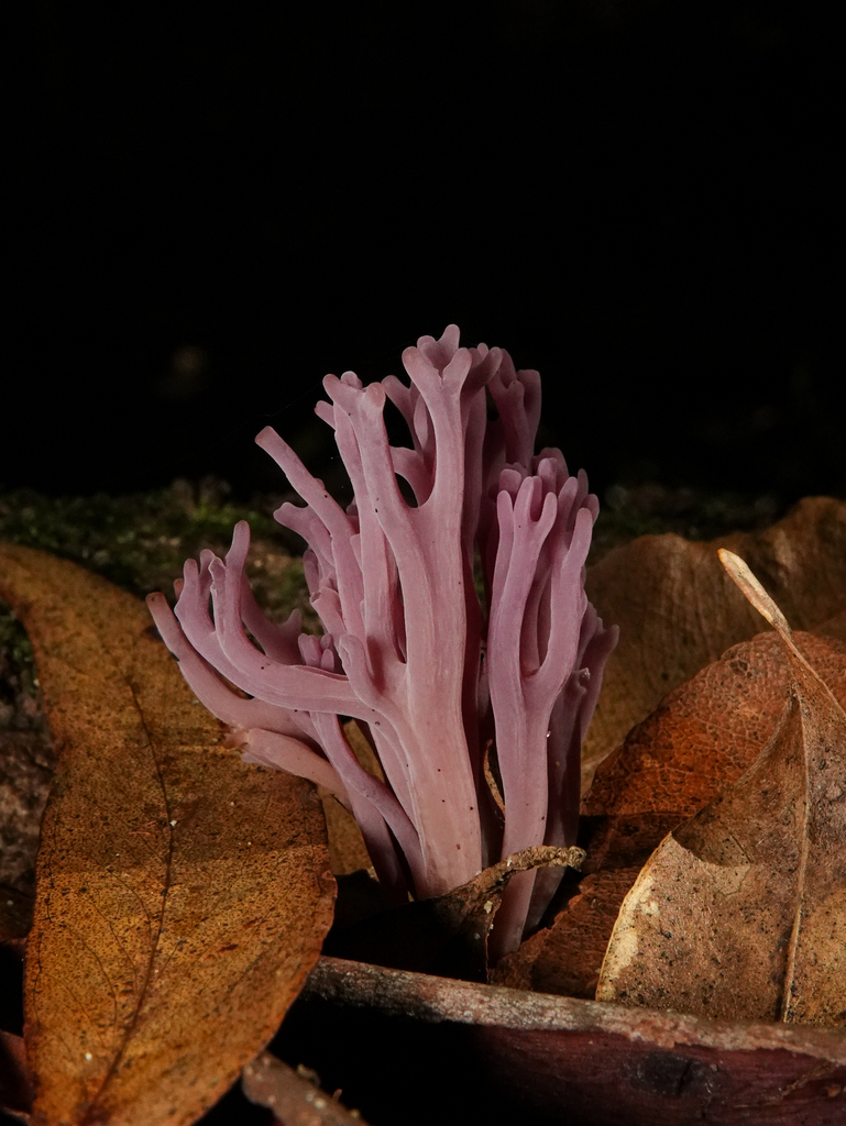 violet coral fungus in May 2023 by liznoble · iNaturalist