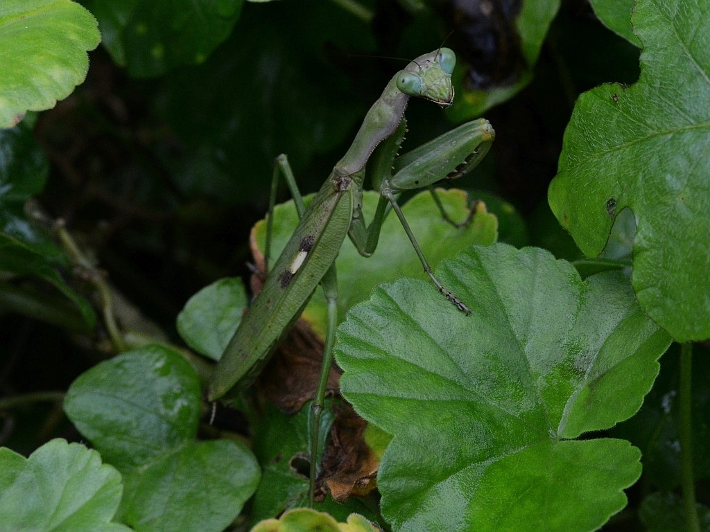 Flag Mantis from Lovemore Park, Gqeberha, 6070, South Africa on May 19 ...