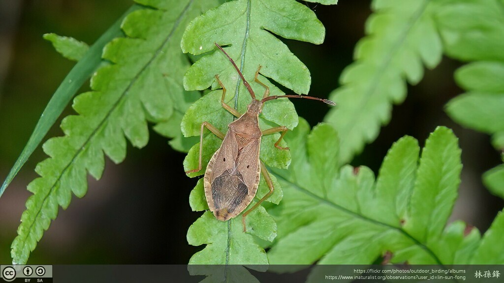 Homoeocerus unipunctatus from Iizumi, Shisui, Imba District, Chiba 285 ...