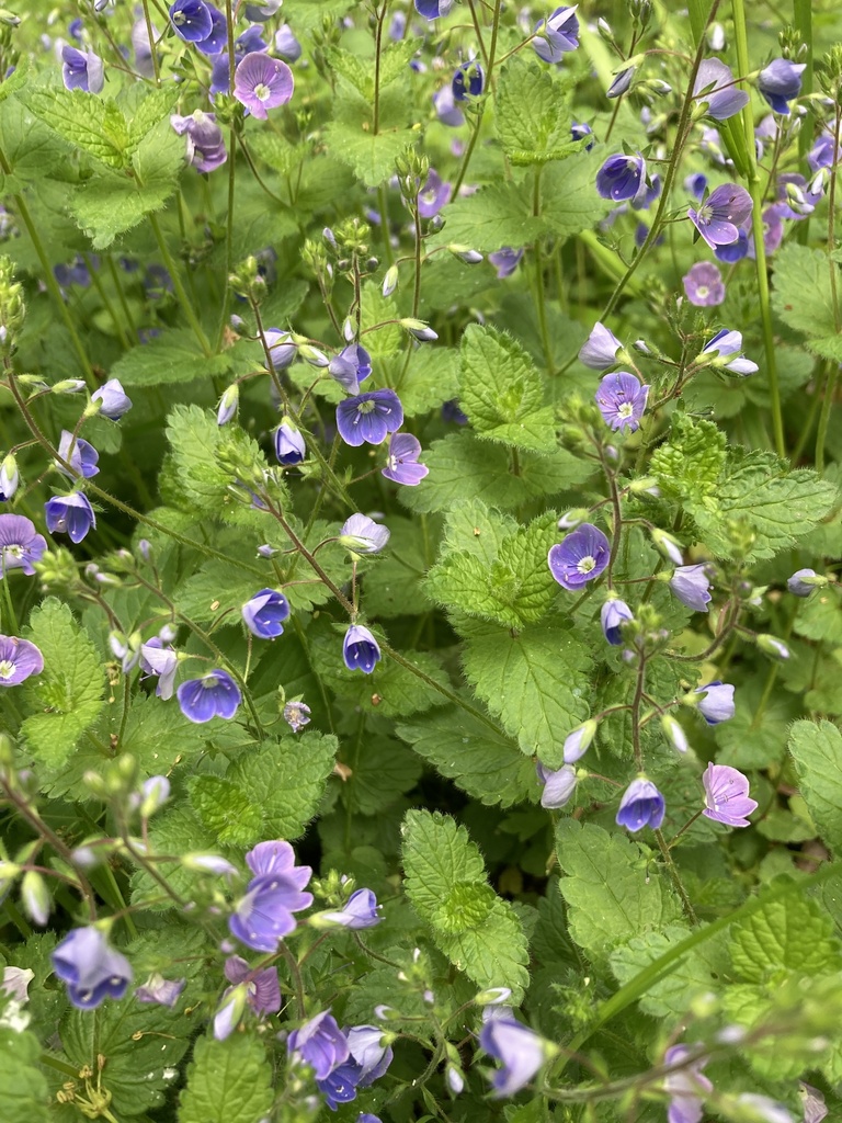 Germander Speedwell from Naturpark Habichtswald, Kassel, Hessen, DE on ...
