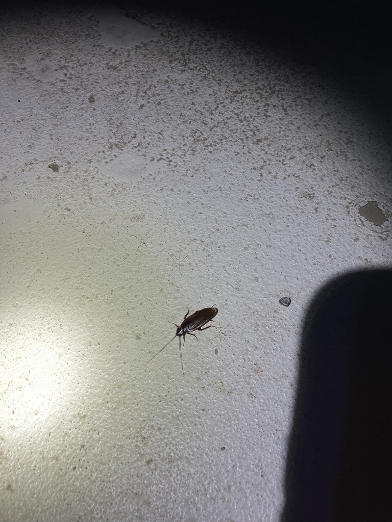 Japanese Cockroach from 国際教養大学, 秋田市, 秋田県, JP on May 20, 2023 at 08:08 ...