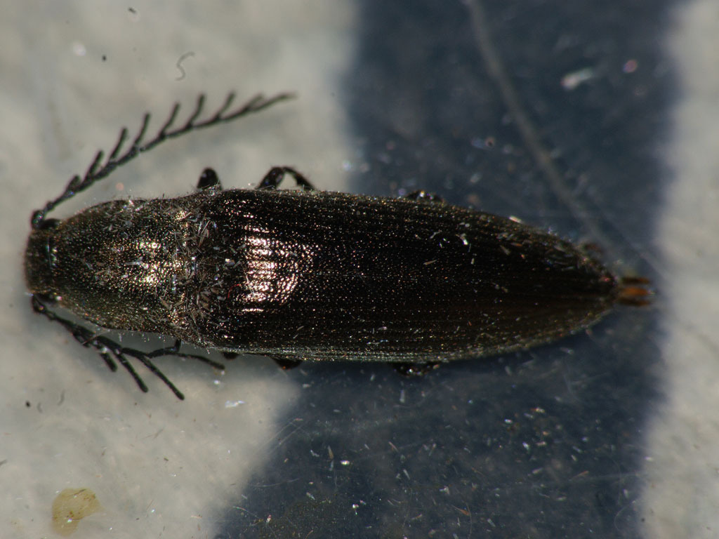copper click beetle from Юж. административный округ, Москва, Россия on ...