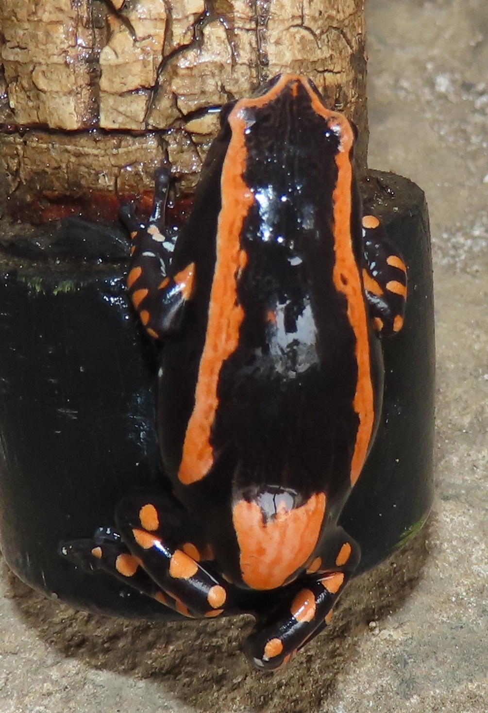 Phrynomantis bifasciatus (Smith, 1847)