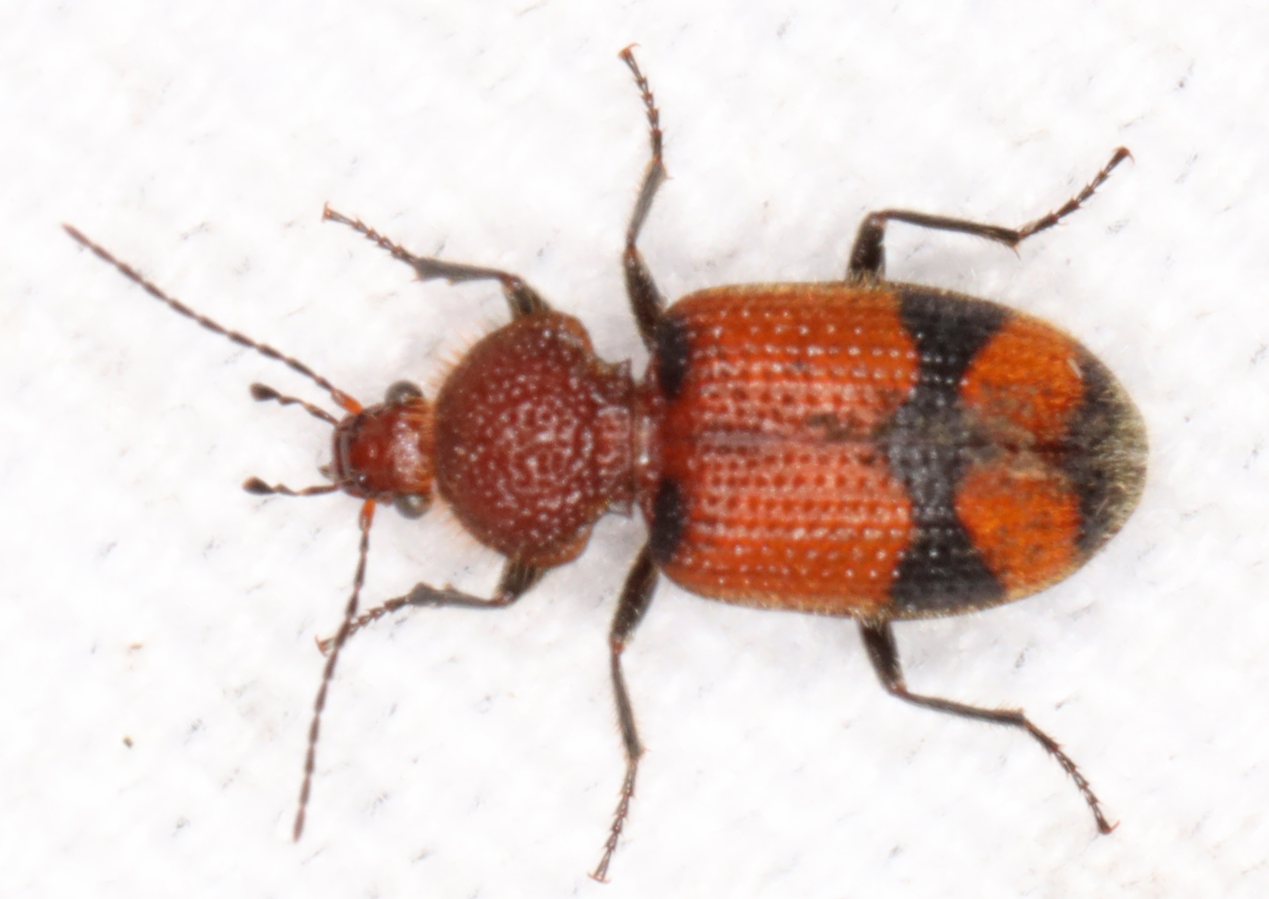 Panagaeus Latreille, 1802