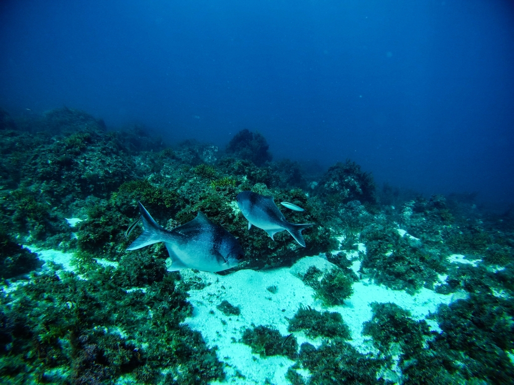 Sea Sweep in May 2023 by k_freemantle · iNaturalist