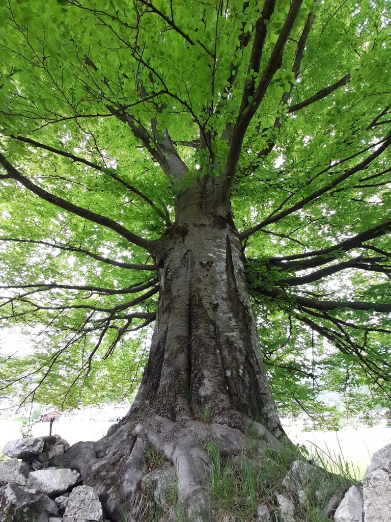beech family (Fagaceae) - Botanical Realm
