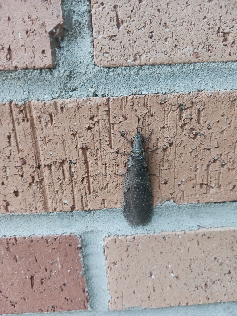 Spring Fishfly from Joliet on May 17, 2023 at 04:25 PM by Lydia ...