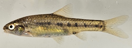 Southern Sidespot Barb (Enteromius niggie) · iNaturalist