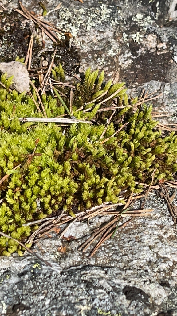 Bryales from Enebakkneset on May 20, 2023 at 02:14 PM by elliottphoenix ...