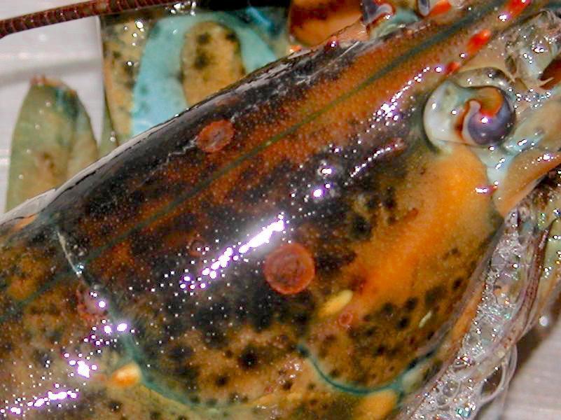 American Lobster from Delaware Bay, United States on May 3, 2004 at 12: ...
