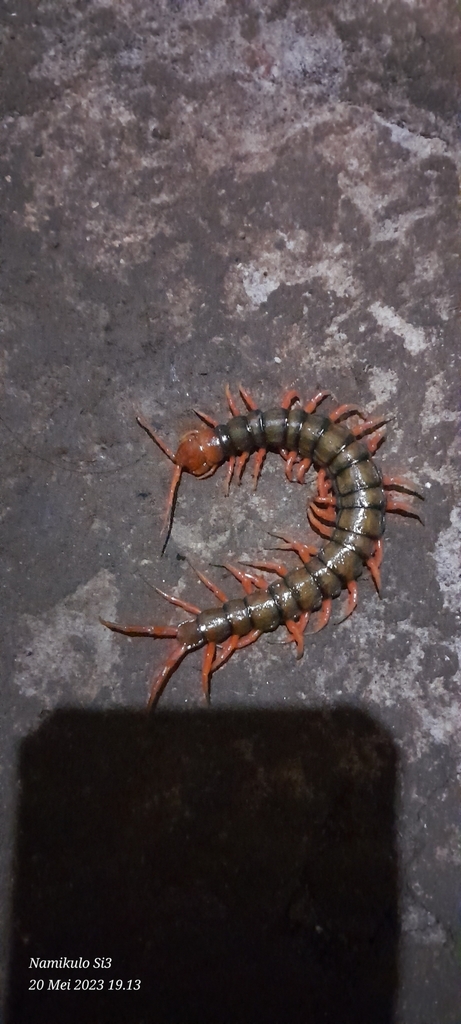 Pacific Giant Centipede from 64VJ+J3, Sokomoyo, Jatimulyo, Kec ...