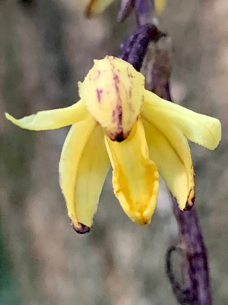 Aphyllorchis montana from 三峽區, TW on August 30, 2020 at 04:01 PM by ...