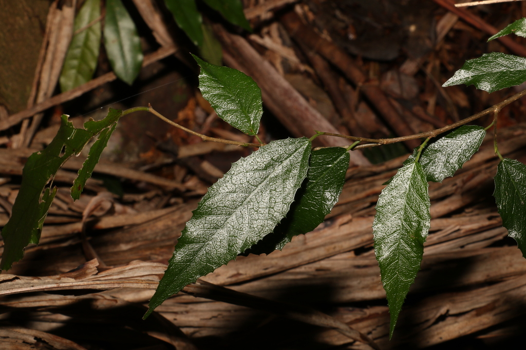 whalebone tree from Wongawallan QLD 4210, Australia on May 20, 2023 at ...
