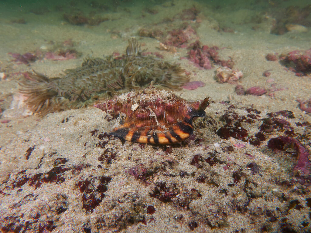 Dark Diana Conch from 香港果洲群島 on September 16, 2017 at 03:33 PM by Gomen ...