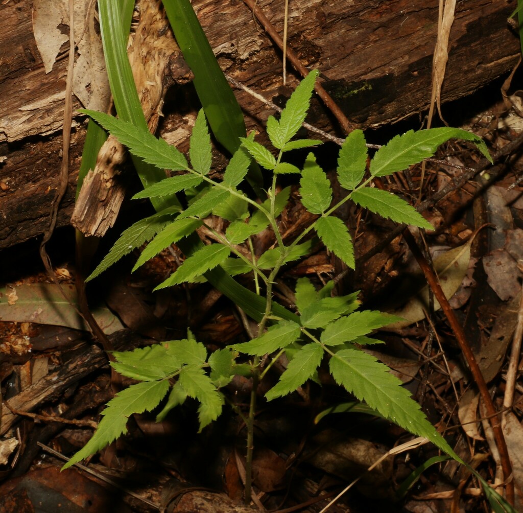 roseleaf bramble from Wongawallan QLD 4210, Australia on May 20, 2023 ...