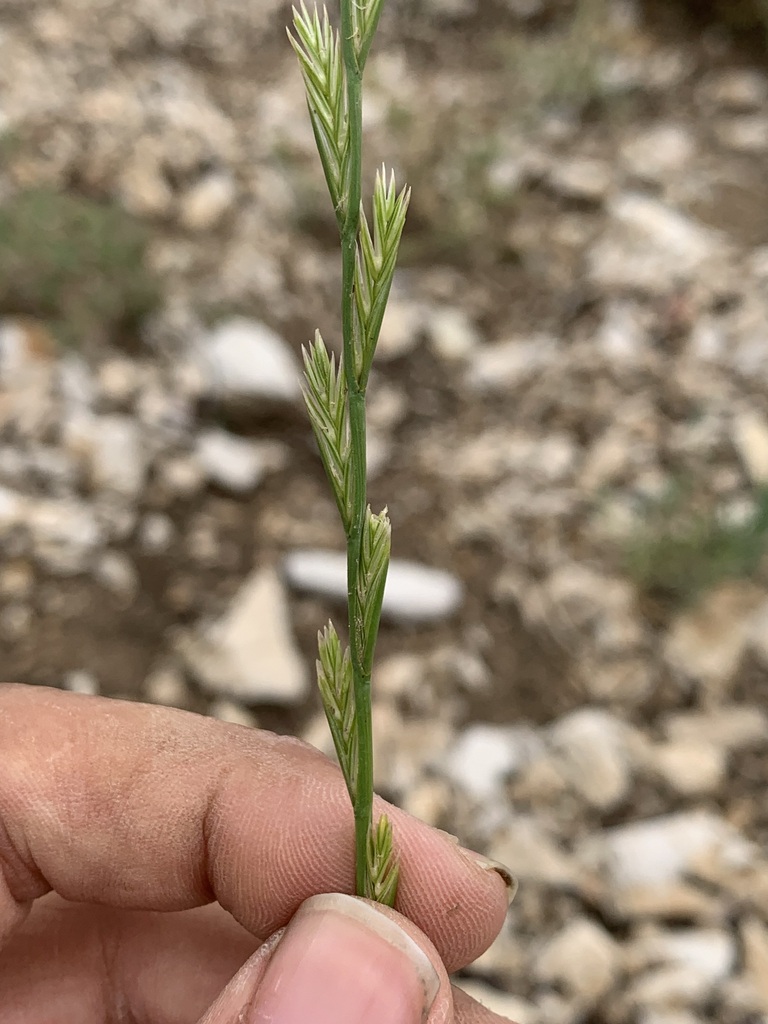Mediterraean Rye-grass from Sulaymaniyah, Iraq on May 20, 2023 at 11:48 ...