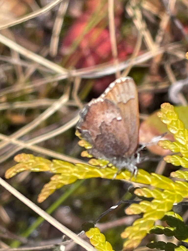 Brown Elfin from Calais, VT, USA on May 6, 2023 at 02:28 PM by Tom ...
