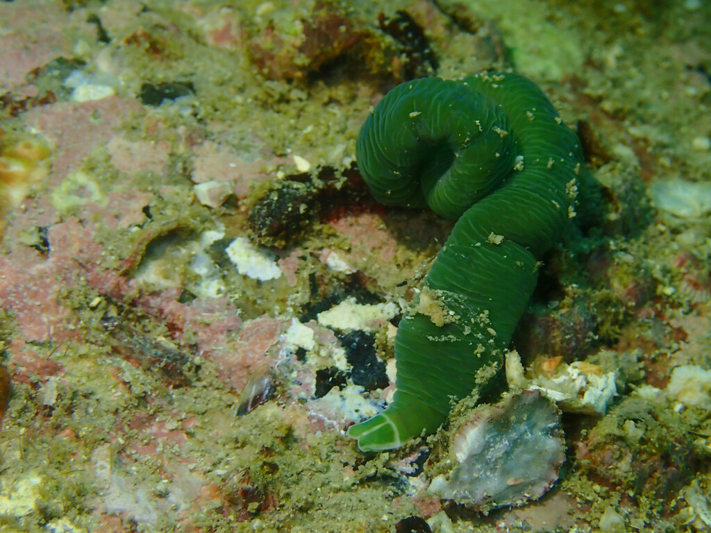 Lineus fuscoviridis from 香港南果洲 on September 29, 2016 at 12:12 PM by ...