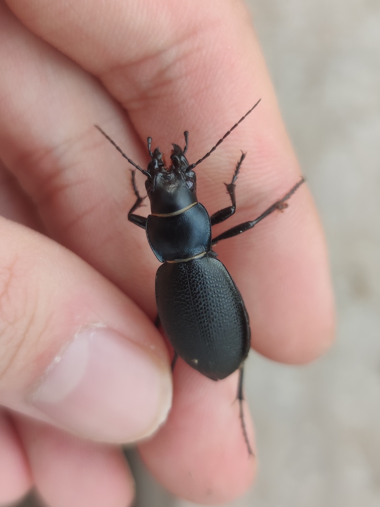 Carabus brandti from Haidian District, Beijing, China on May 20, 2023 ...