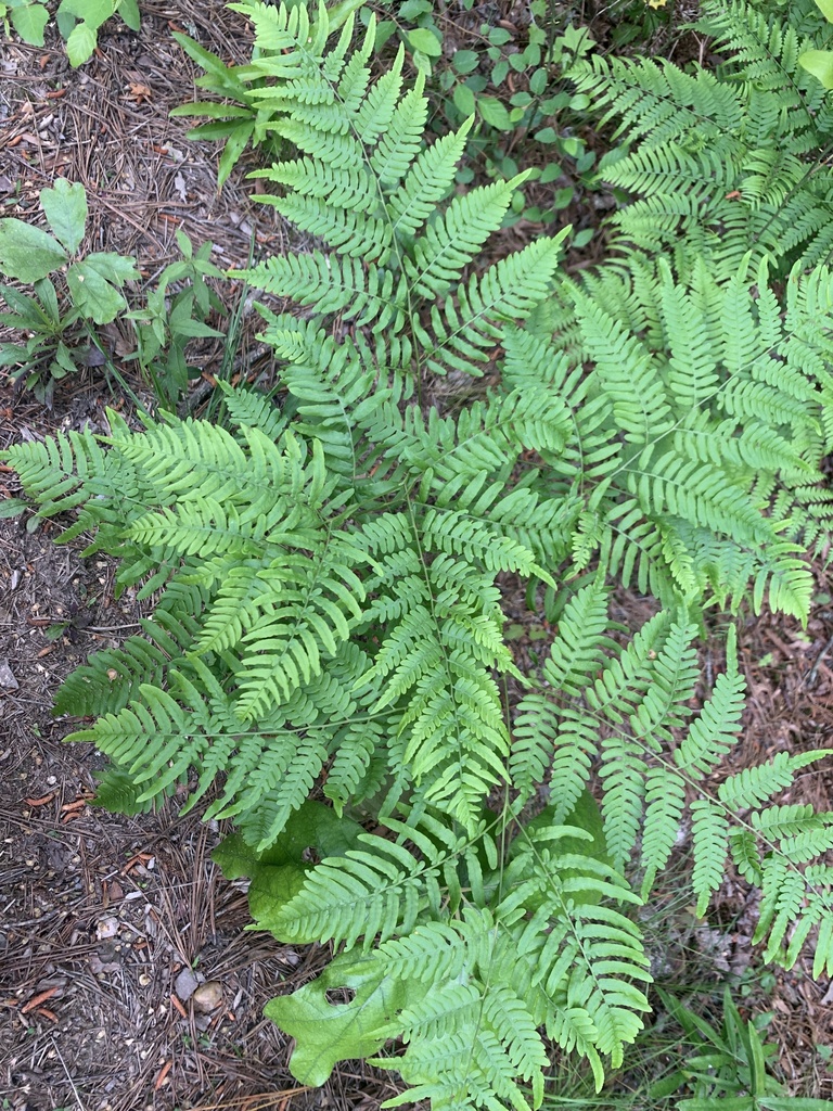 common bracken in May 2023 by Sarah Kulis · iNaturalist