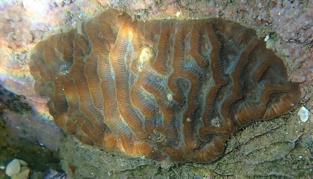 Paragoniastrea australensis from New South Wales, Australia on May 20 ...