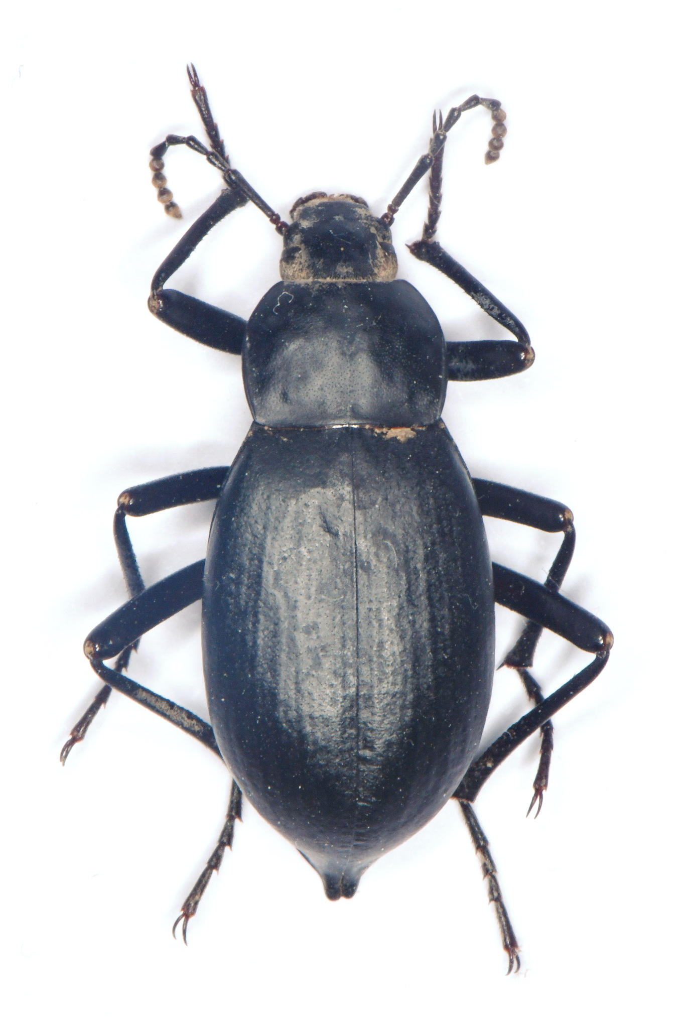 Blaps mucronata Latreille, 1804