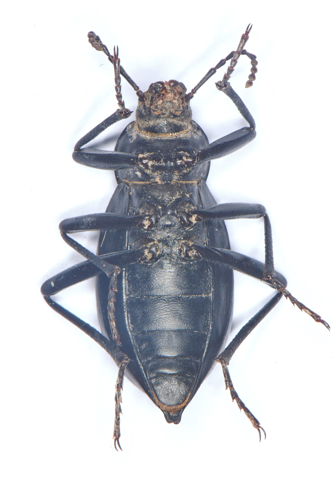 Blaps mucronata Latreille, 1804