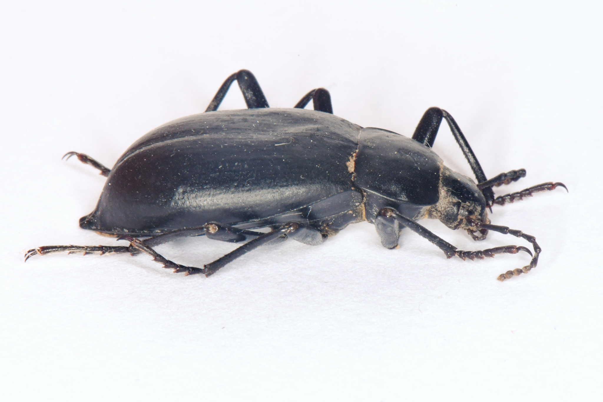 Blaps mucronata Latreille, 1804