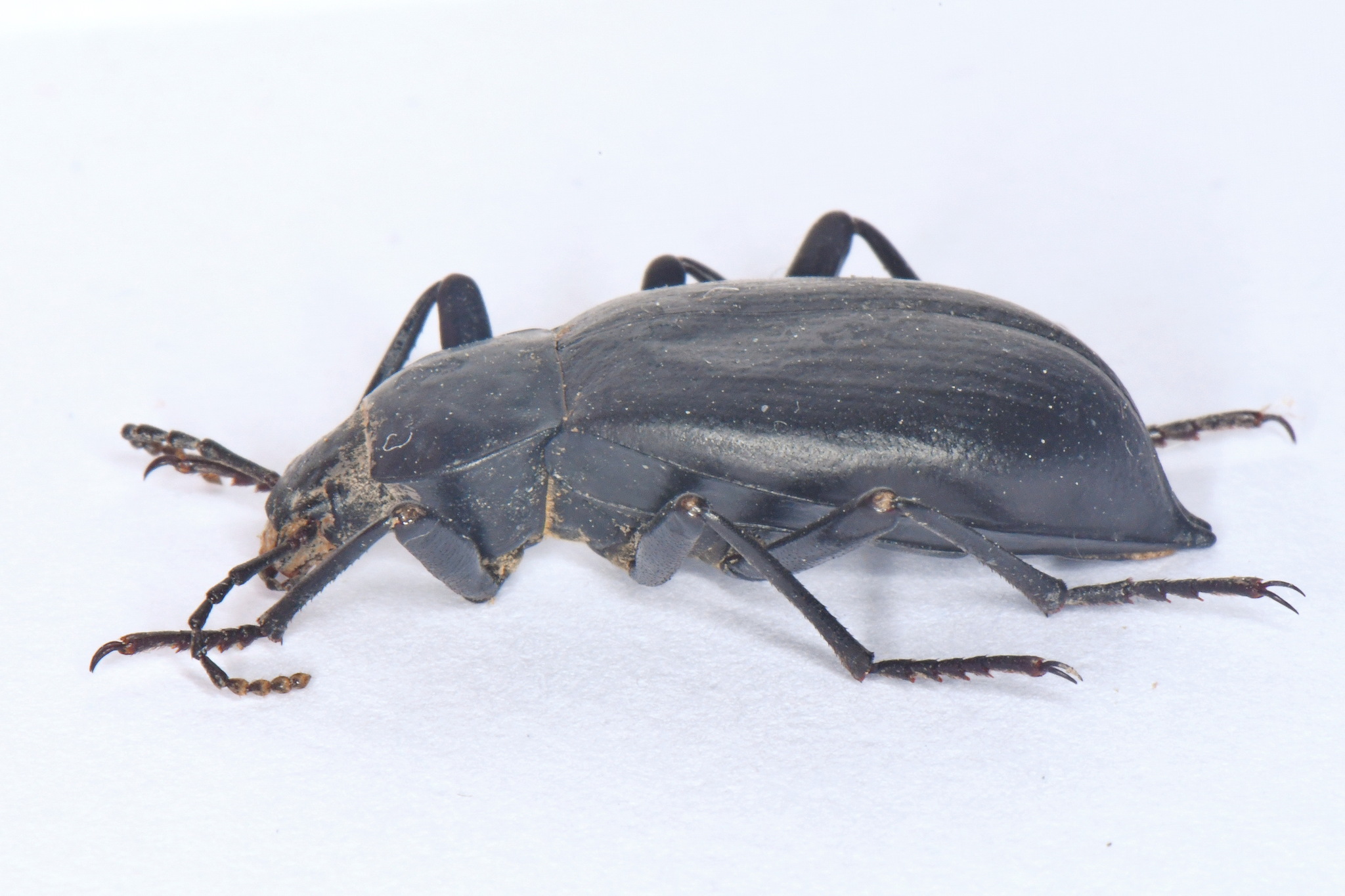 Blaps mucronata Latreille, 1804