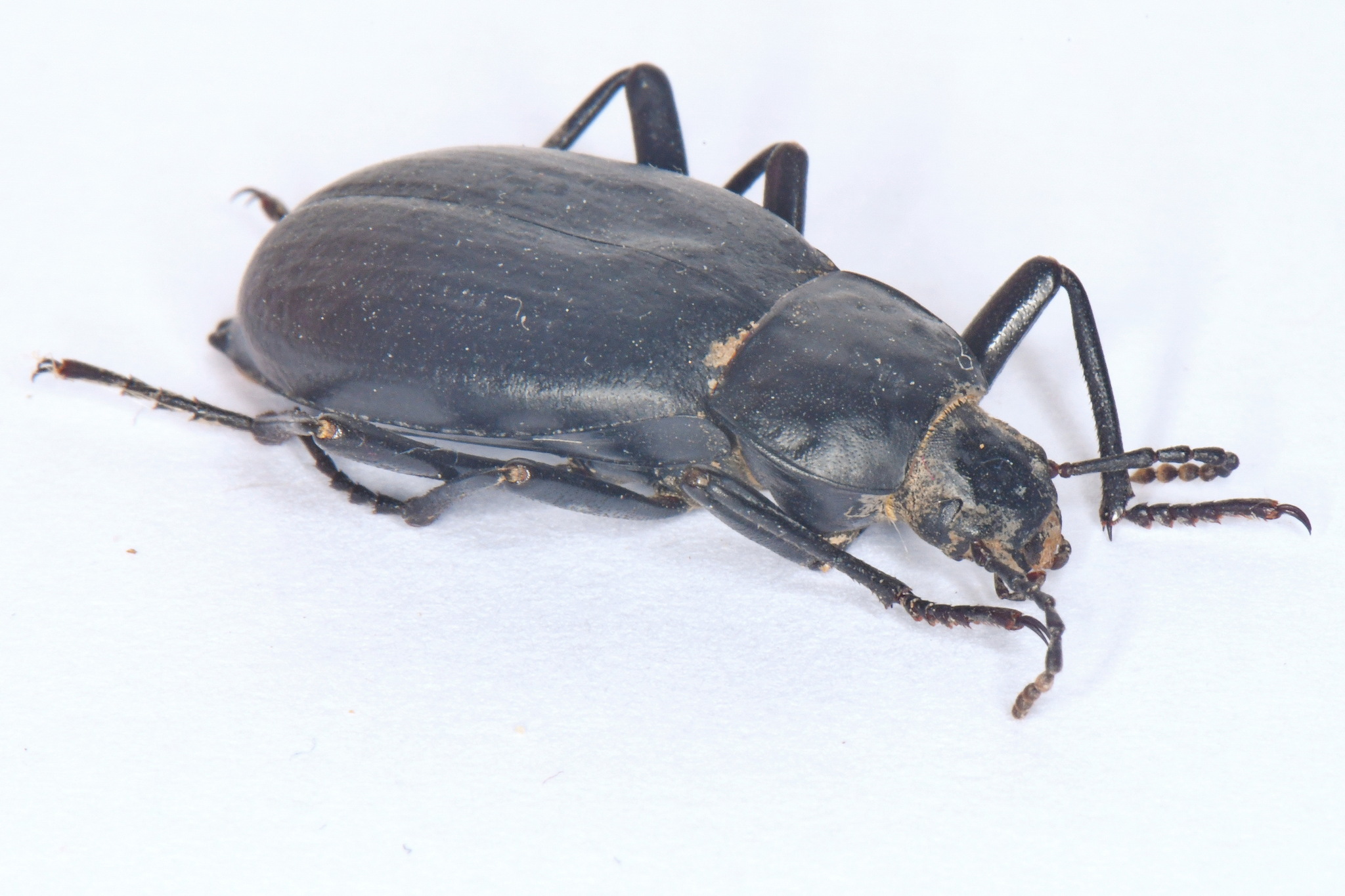 Blaps mucronata Latreille, 1804