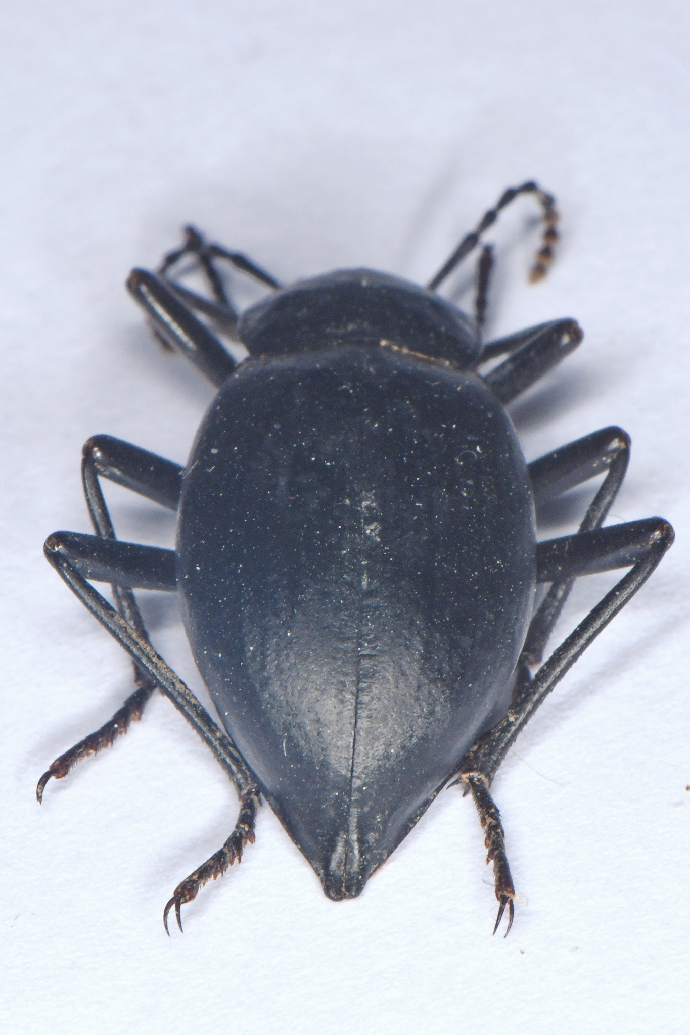 Blaps mucronata Latreille, 1804