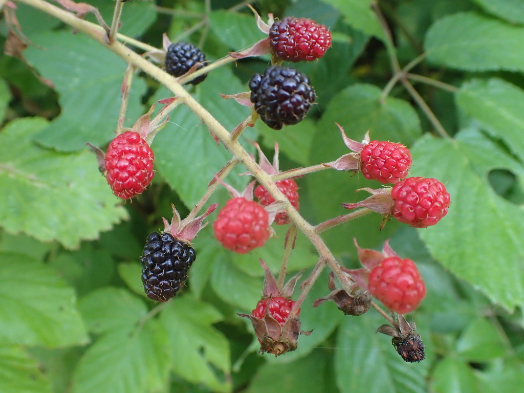 Allegheny blackberry from Hastings County, ON, Canada on August 25 ...