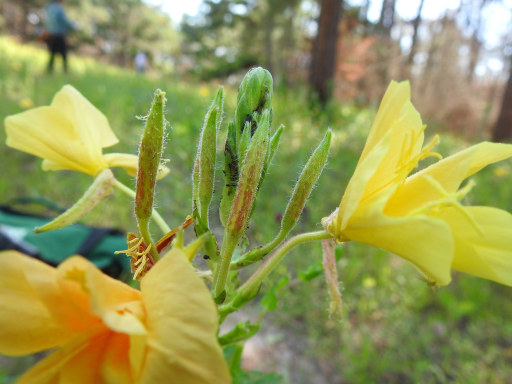 Variableleaf Evening Primrose from Bastrop County, TX, USA on May 18 ...