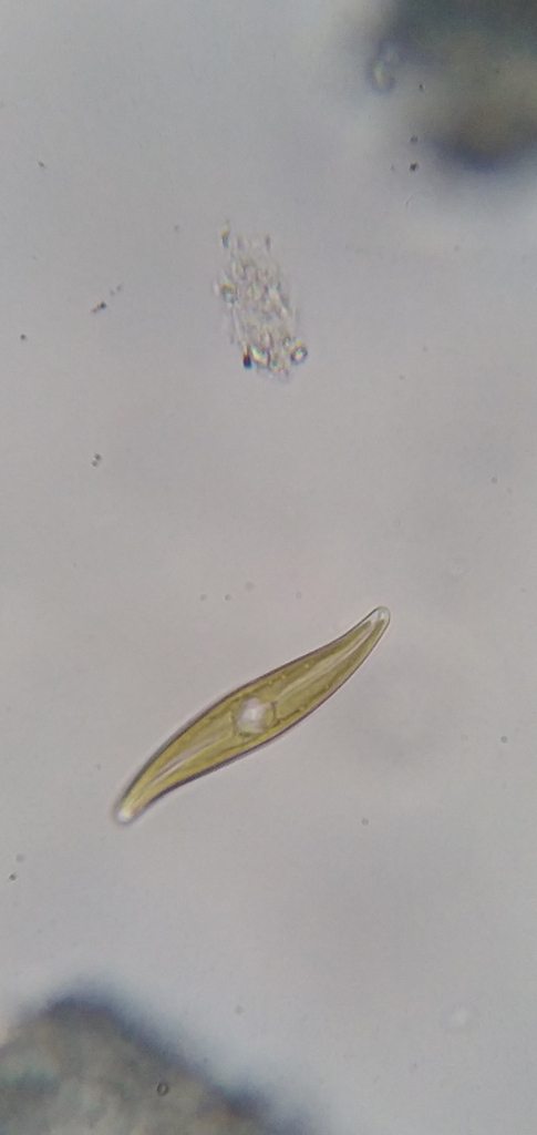 Gyrosigma in May 2023 by alex_skib. 400х · iNaturalist